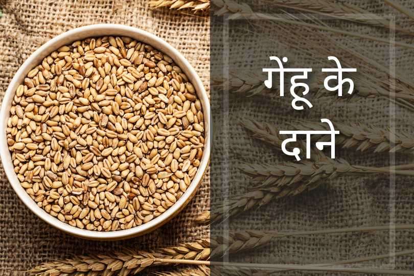 गेंहू के दाने: hindi inspirational short story